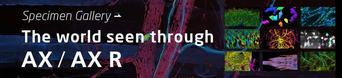 AX / AX R | Confocal Microscopes | Products | Nikon Corporation ...