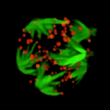 Michael W. Davidson (1950-2015) | News | Nikon Instruments Inc.