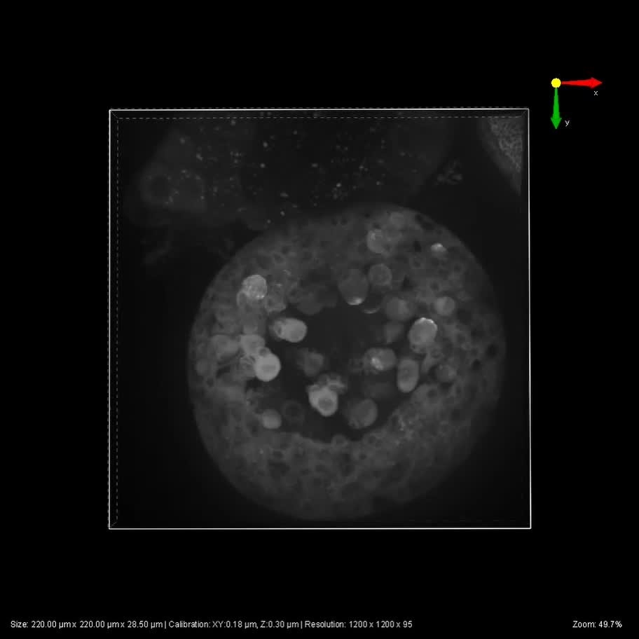 Deep Live-Cell Imaging
